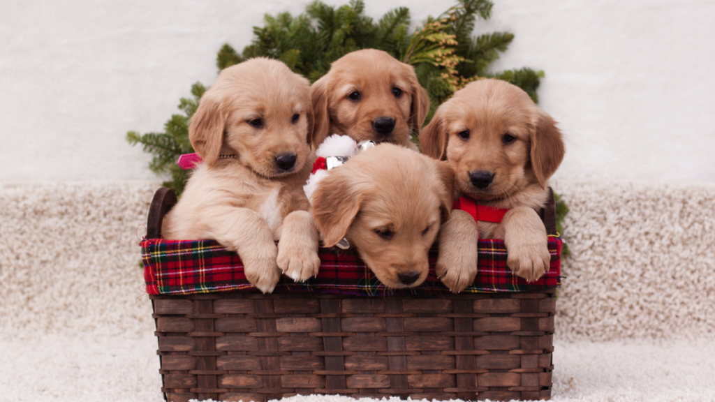 How to Prepare the Perfect Pet Package for Welcoming a New Puppy | LAMU
